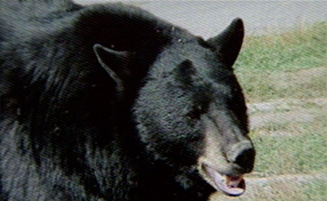 Reward offered in bear poaching in North Cascades Nat'l Park | krem.com