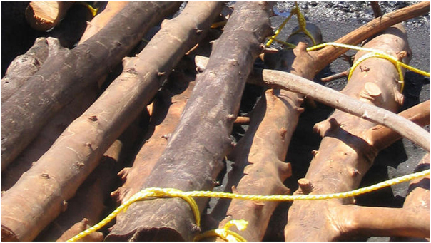 Logging accident kills Shoshone Co. Sheriff's Office Posse member ...