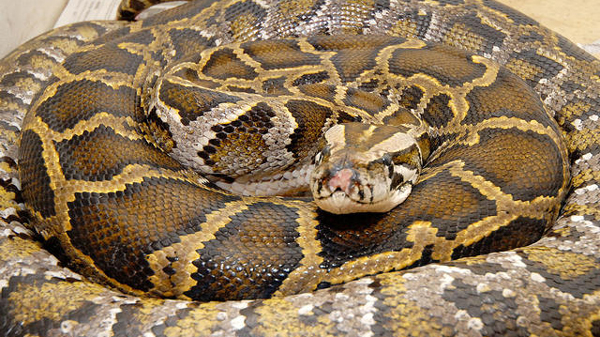 2 boys dead after python escapes store in Canada | krem.com