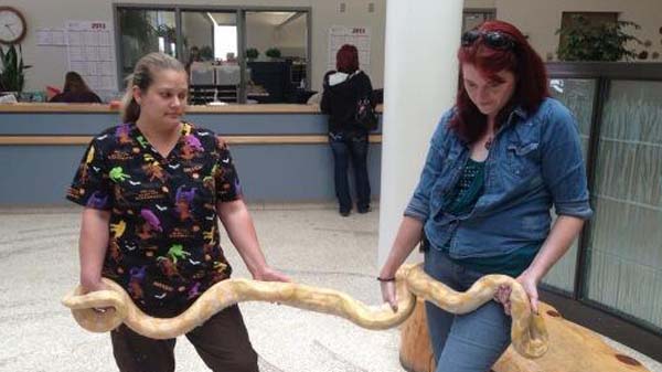 Colfax landlord discovers 11-foot python in rental property | krem.com