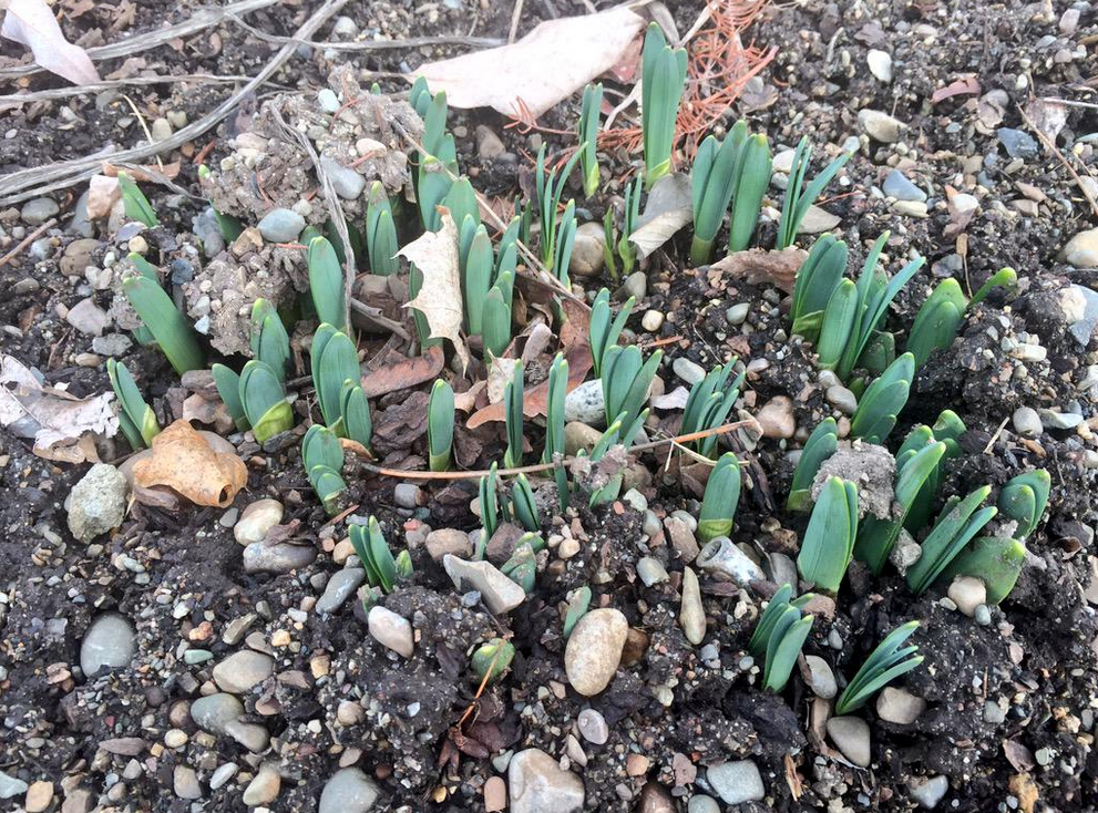 Warm weather could be harming hibernating plants | krem.com