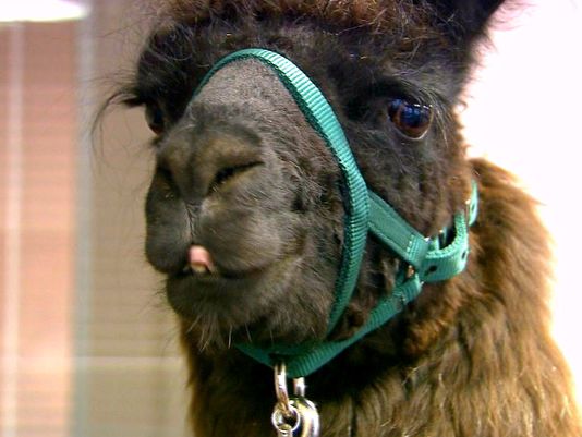Therapy llamas spread a little love | krem.com