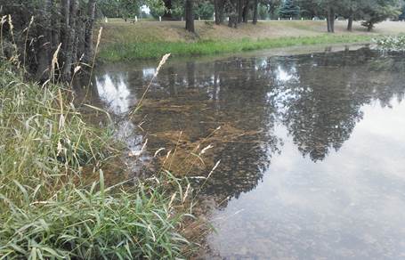 Algae triggers health warning at Avondale Lake | krem.com