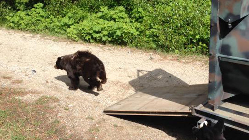 Cinder the bear returns to wild with new friend | krem.com