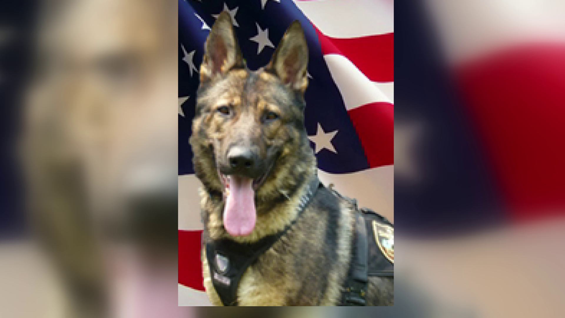 Spokane K9 unit helps catch escapee | king5.com