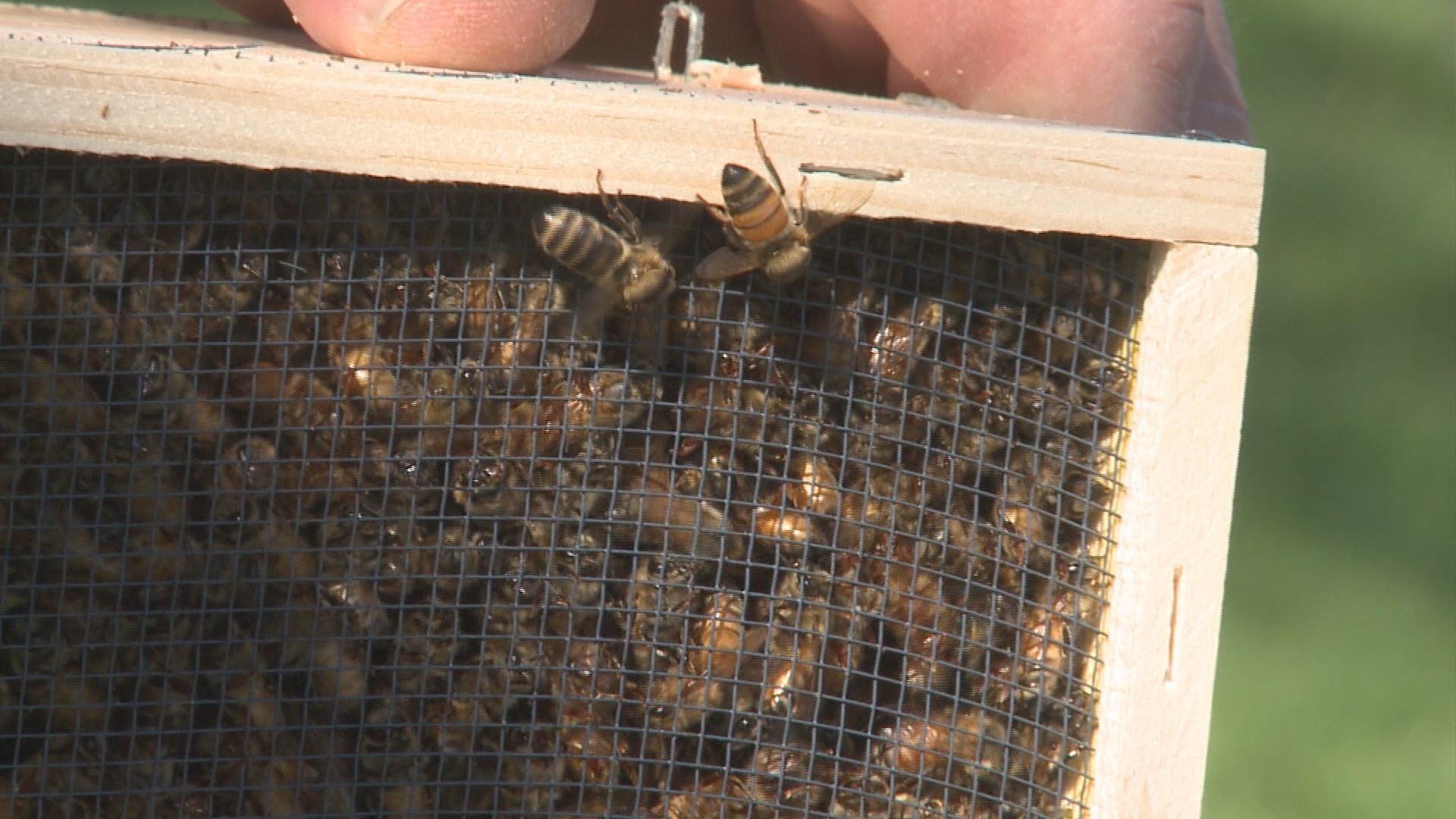 Wash. governor's mansion gets 30,000 honey bees | krem.com