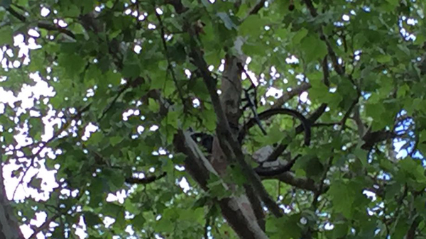 Bike continues to appear in Coeur d'Alene tree | krem.com