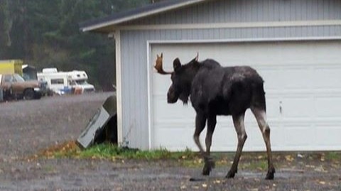 Moscow police: Stop reporting moose sightings | krem.com