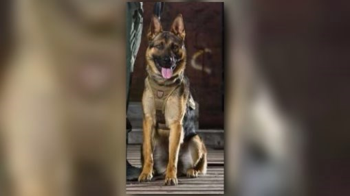 Spokane Co. Sheriff's K9 helps capture multiple suspects in November ...